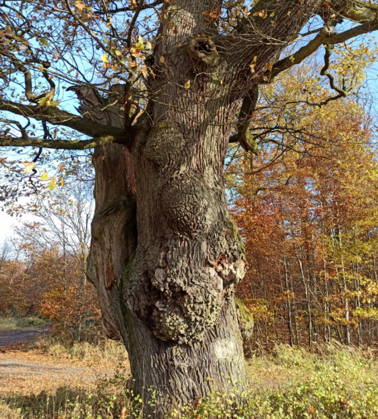 Bushcraft - WALDSCHRAT-MKK
